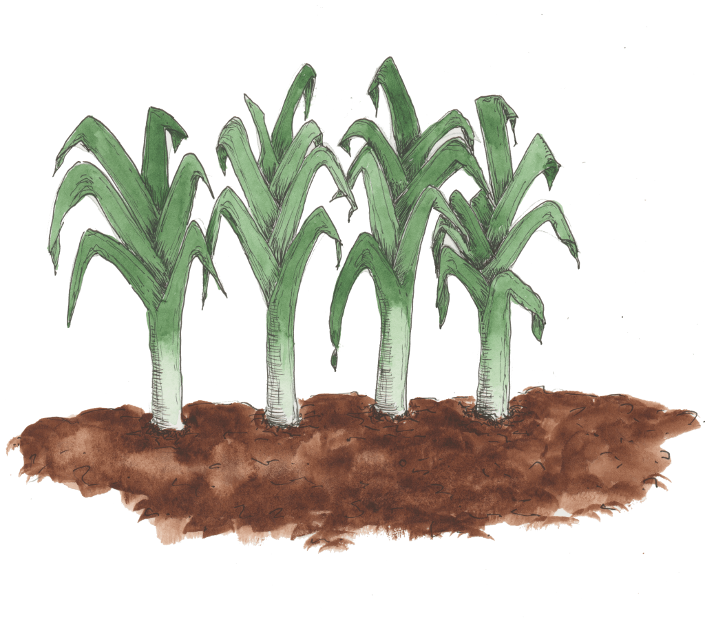 Helping Crops Grow Well – GrowShetland